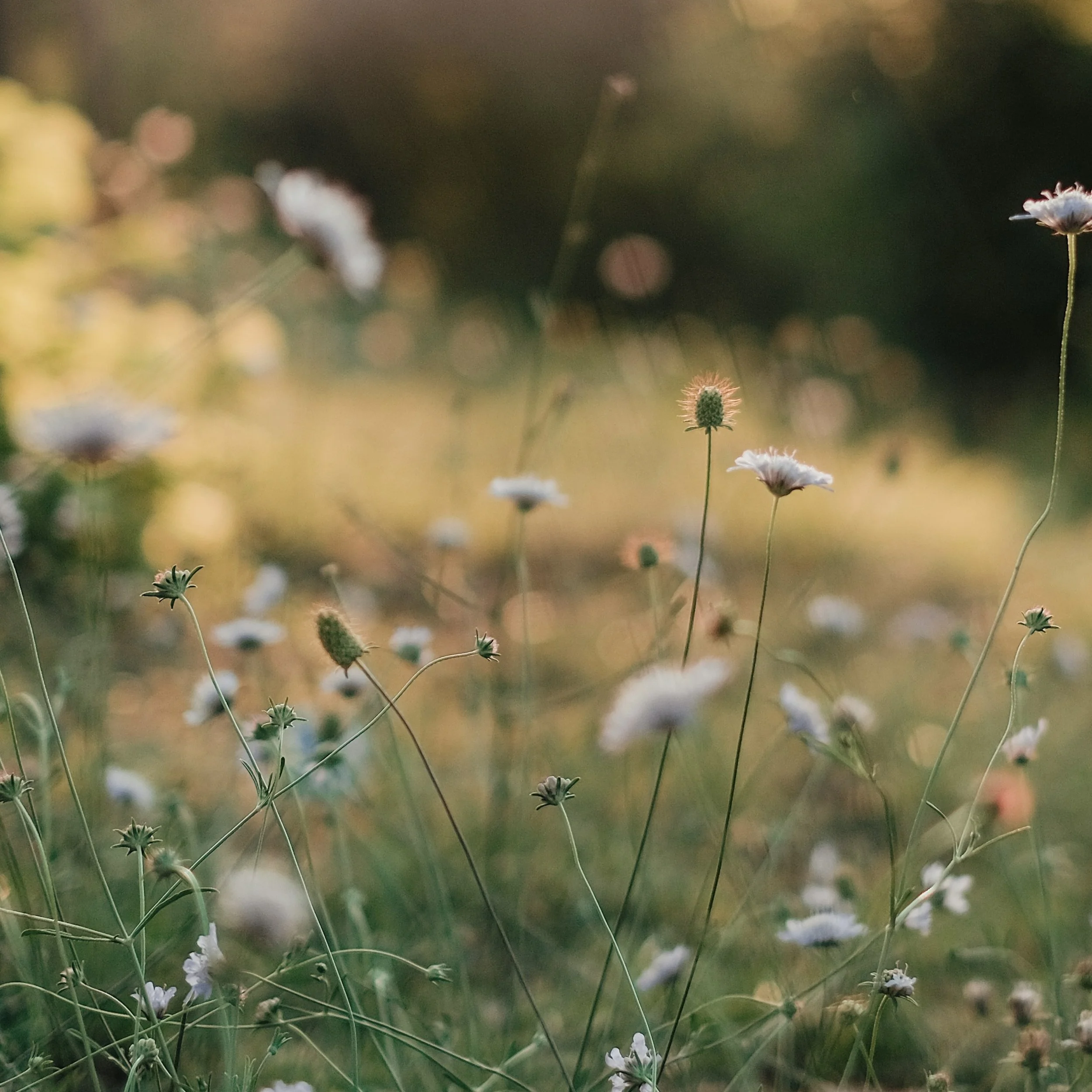 Grace London | Key dates for the spring term