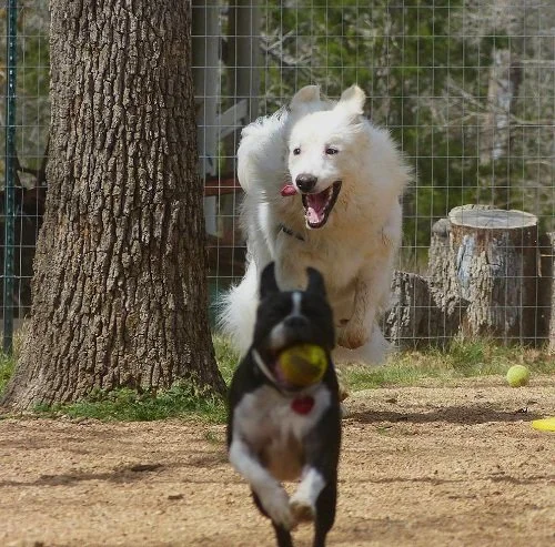 Dog House Drinkery & Dog Park | Off-Leash Dog Park Bar in Leander — Dog ...