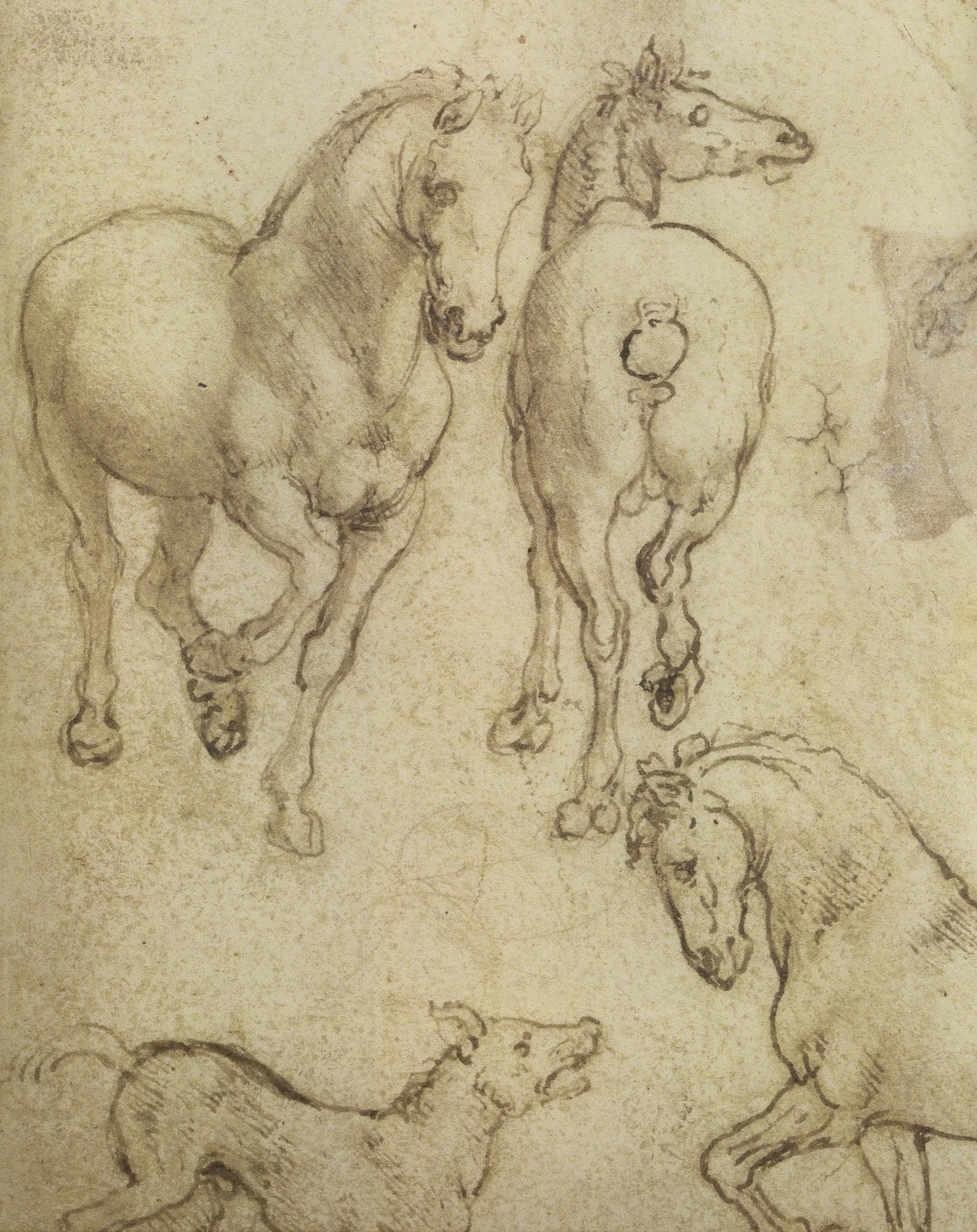 Leonardo Da Vinci Drawings Of Animals Leonardo Da Vinci's Animal