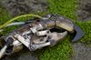 Furiosa Arm — Coregeek