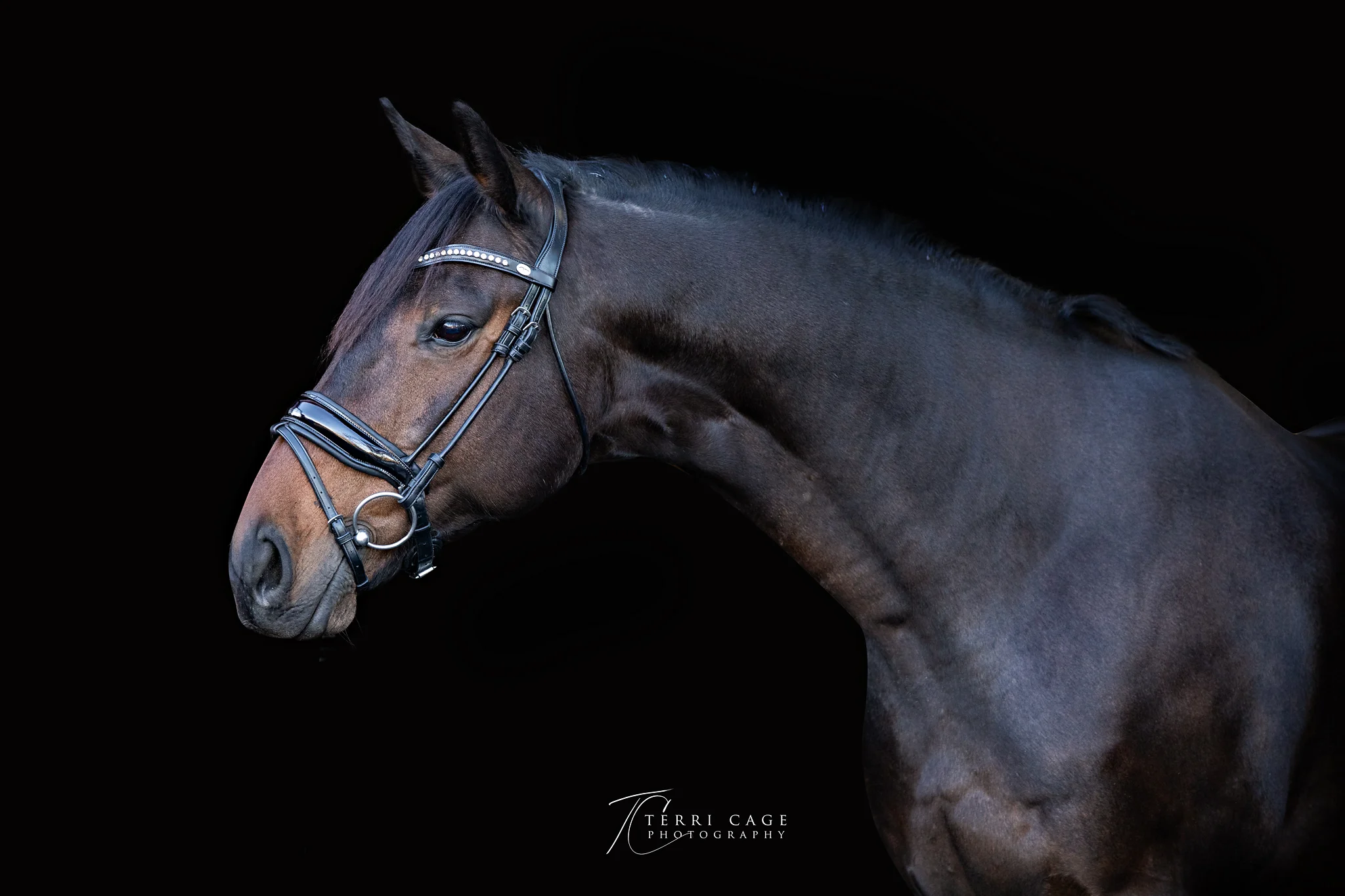 Terri Cage Photography | Senior Portraits | Equine | North Texas