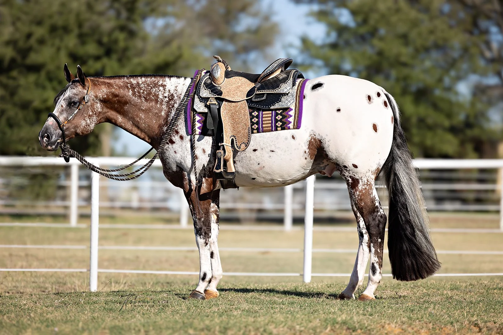 Appaloosa Stallion That' ll Do | Simons Show Horses | Pilot Point Texas — terri cage photography ...