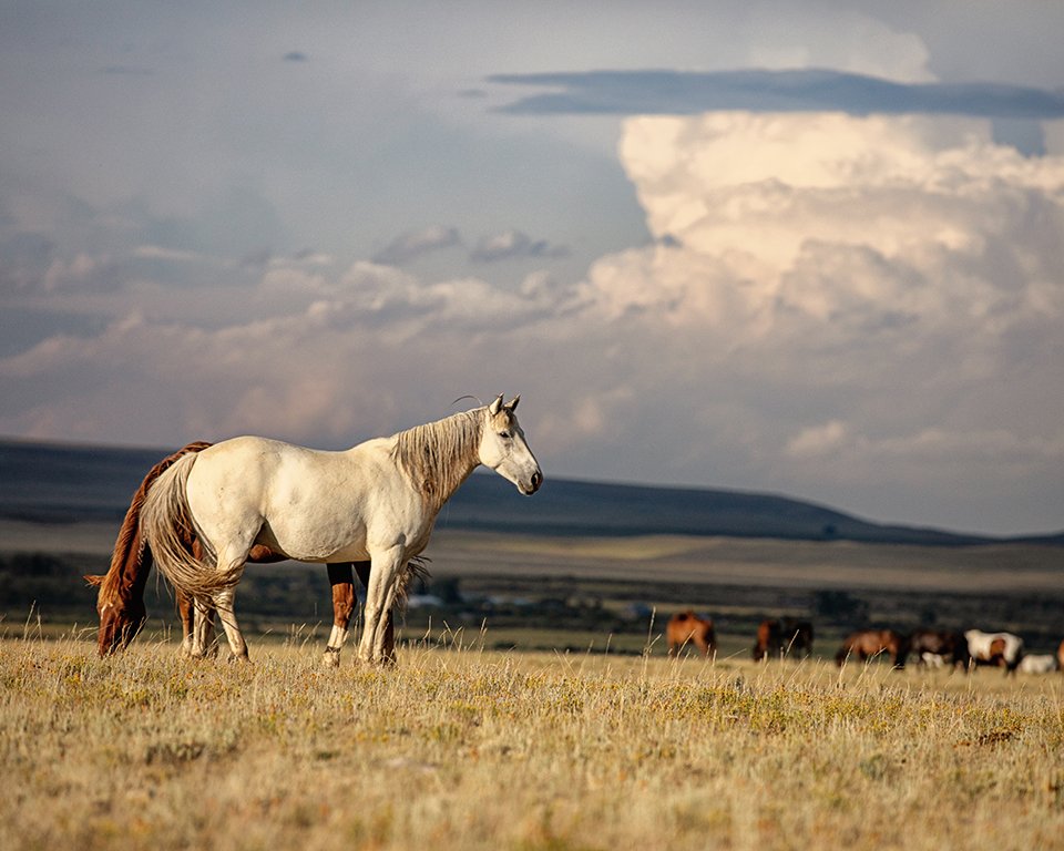 Equine Photography Tips; Photographing Different Types of Horse Breeds ...