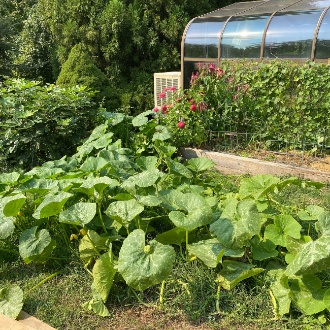 Edible Eden Baltimore Foodscapes— Candy Roaster Squash: A Cherokee ...