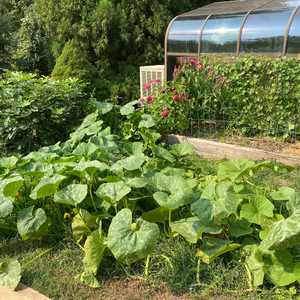 Edible Eden Baltimore Foodscapes— Candy Roaster Squash: A Cherokee ...