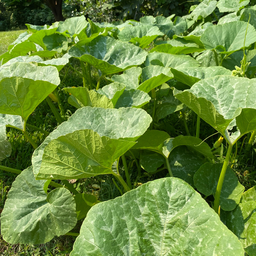 Edible Eden Baltimore Foodscapes— Candy Roaster Squash: A Cherokee ...