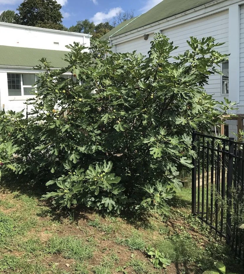 Edible Eden Baltimore Foodscapes — Blog