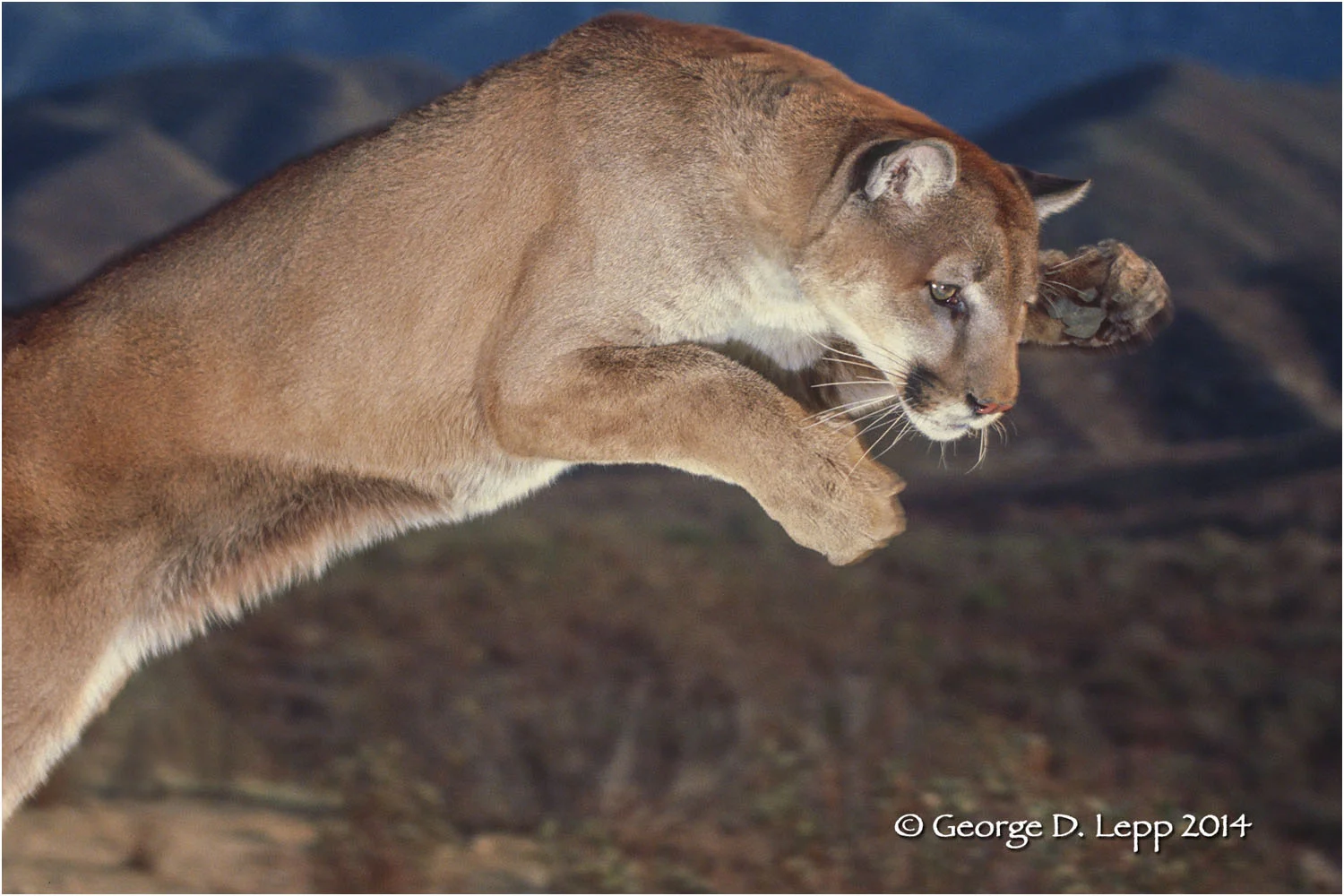 Photo Galleries — George Lepp Imaging