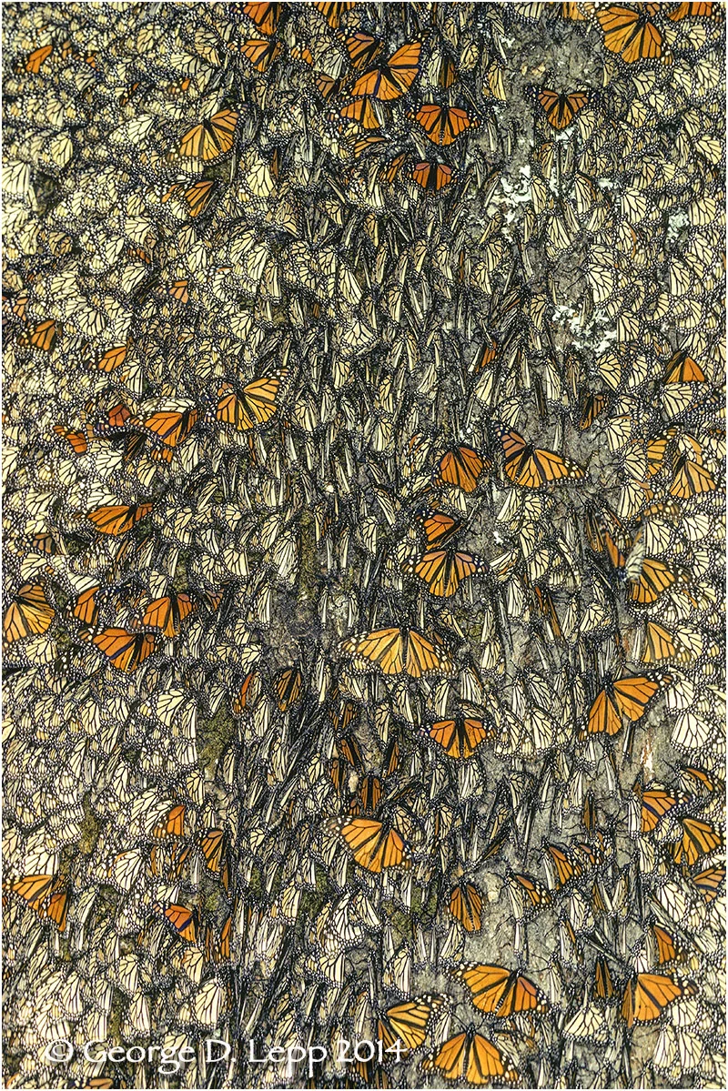 Butterflies Gallery — George Lepp Imaging