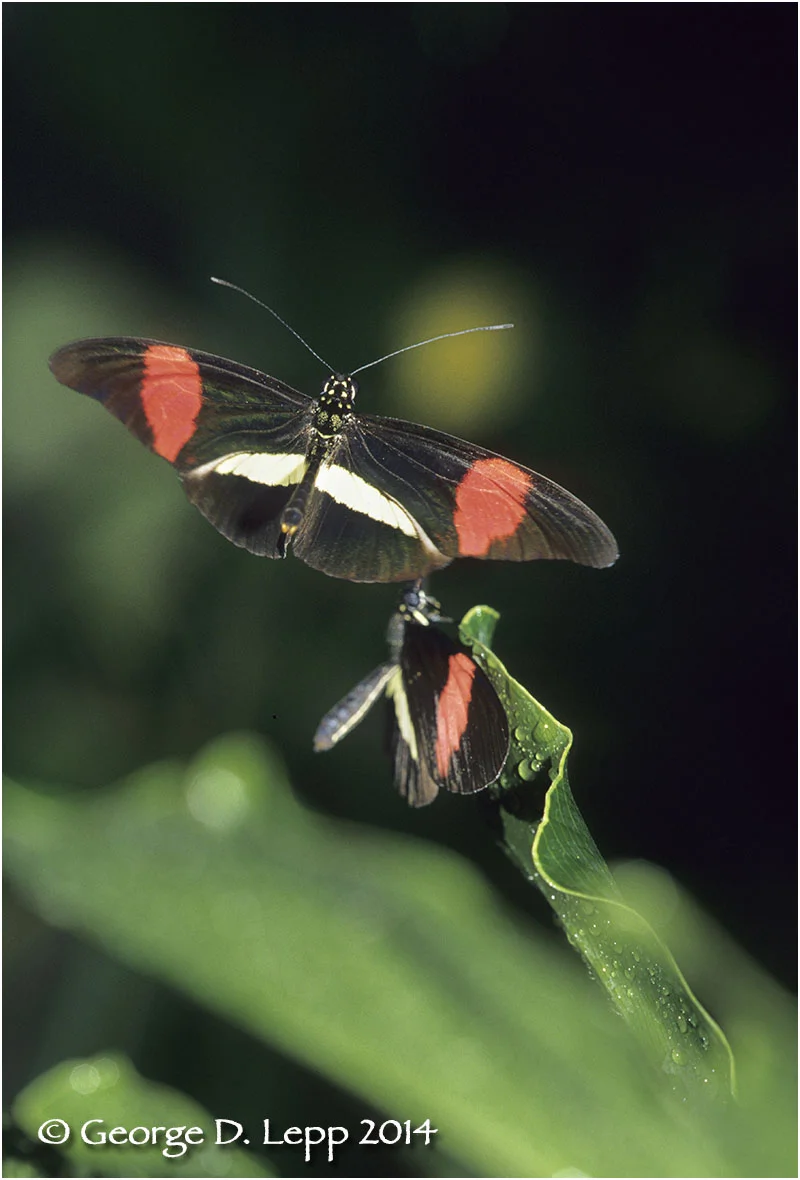 Butterflies Gallery — George Lepp Imaging