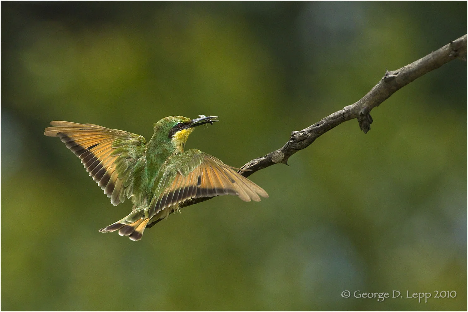 Photo Galleries — George Lepp Imaging