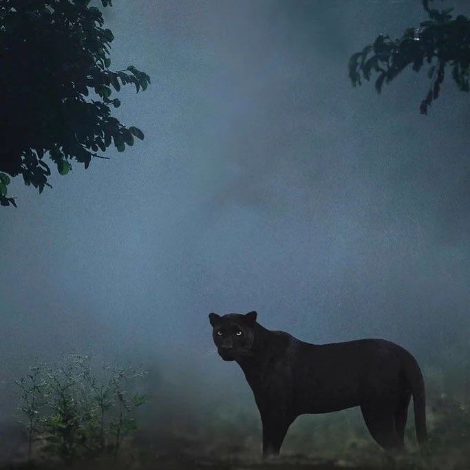 Goddess Of The Week: Adrienne Rozzi — The Hoodwitch