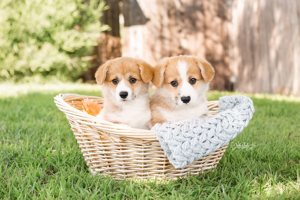 Corgis are the best medicine — Santa Barbara Wedding Photographer