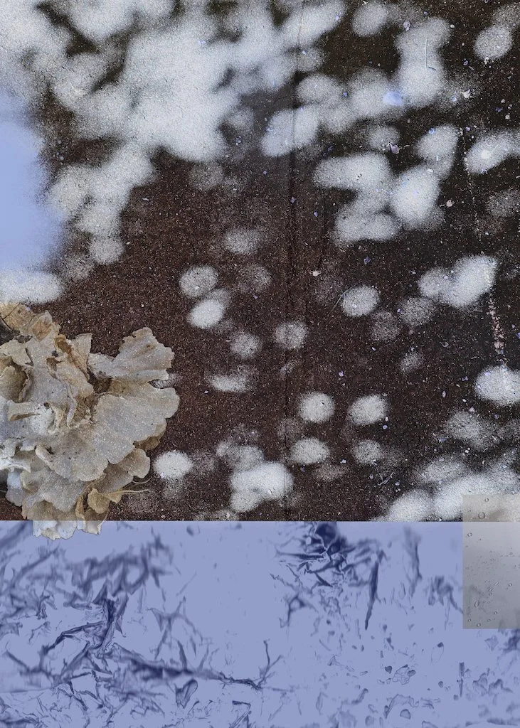 Plastic Pavement — Beth Winterburn