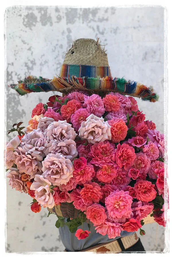 Rose Story Farm