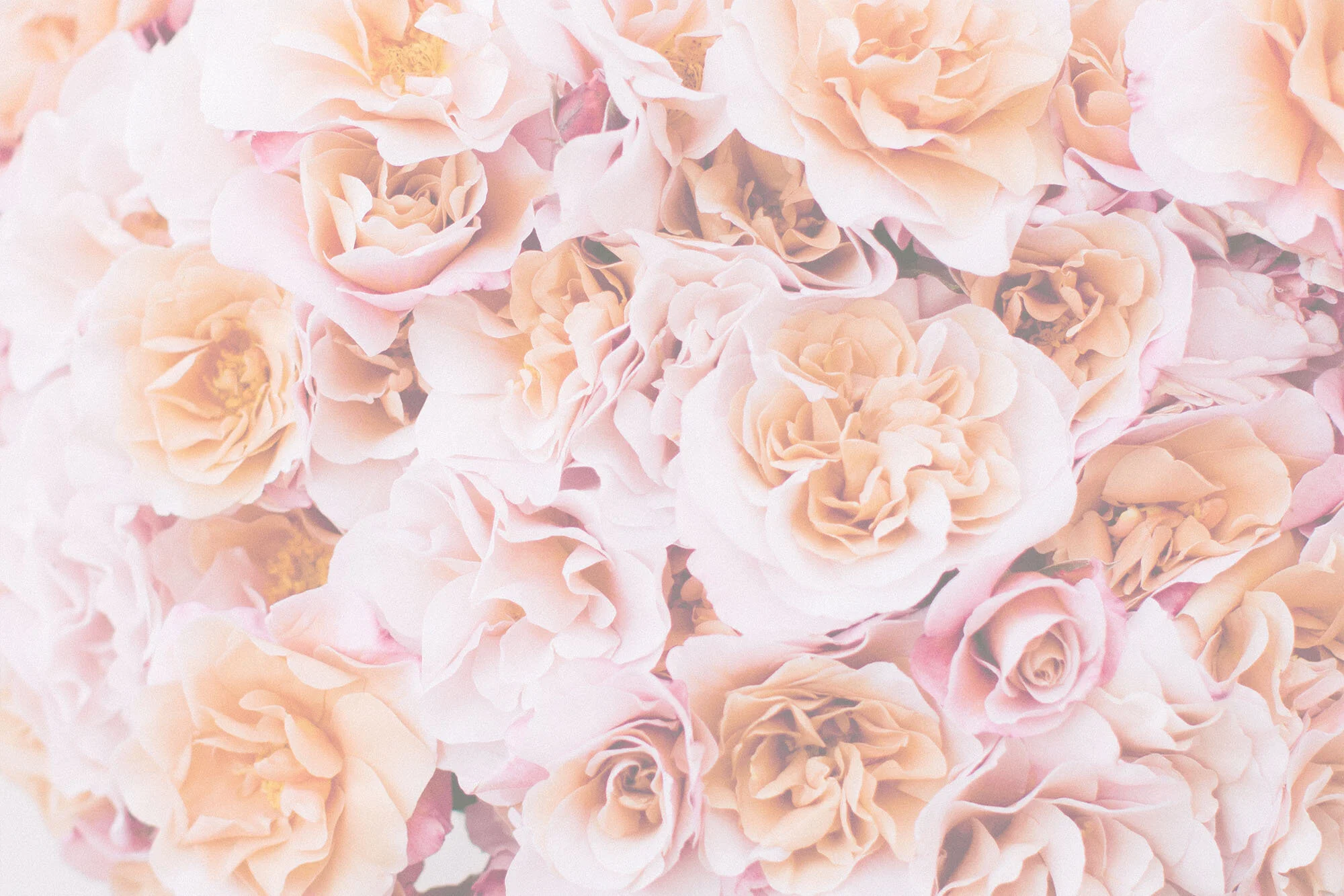 Browse Roses By Color — Rose Story Farm