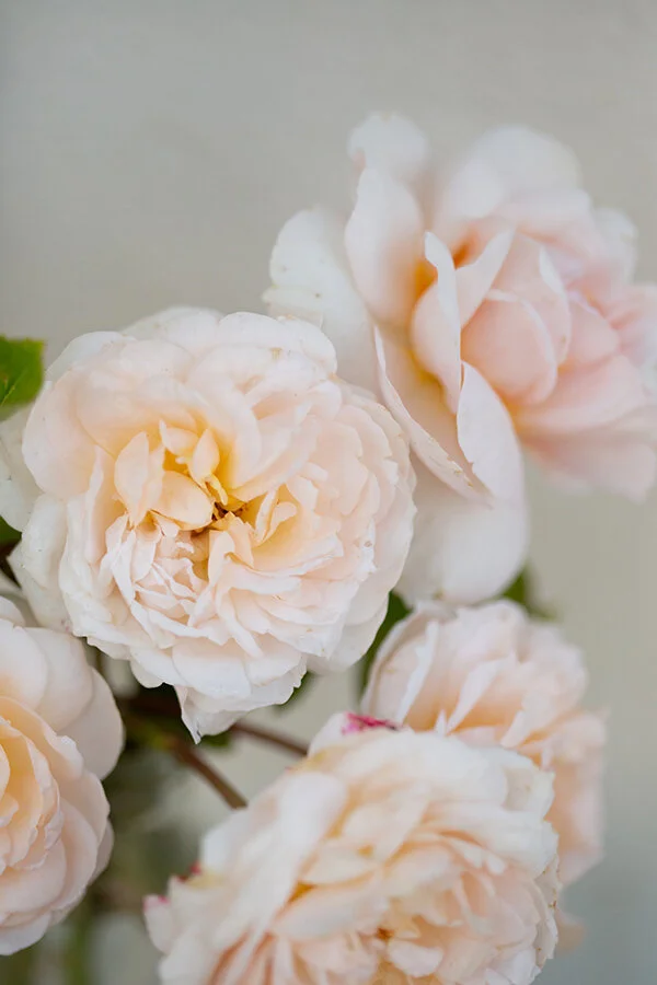 Apricot & Light Peach Roses — Rose Story Farm
