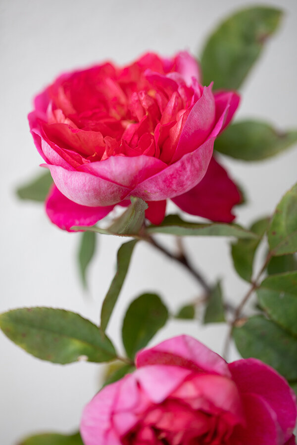 Rose Dark Pink Color