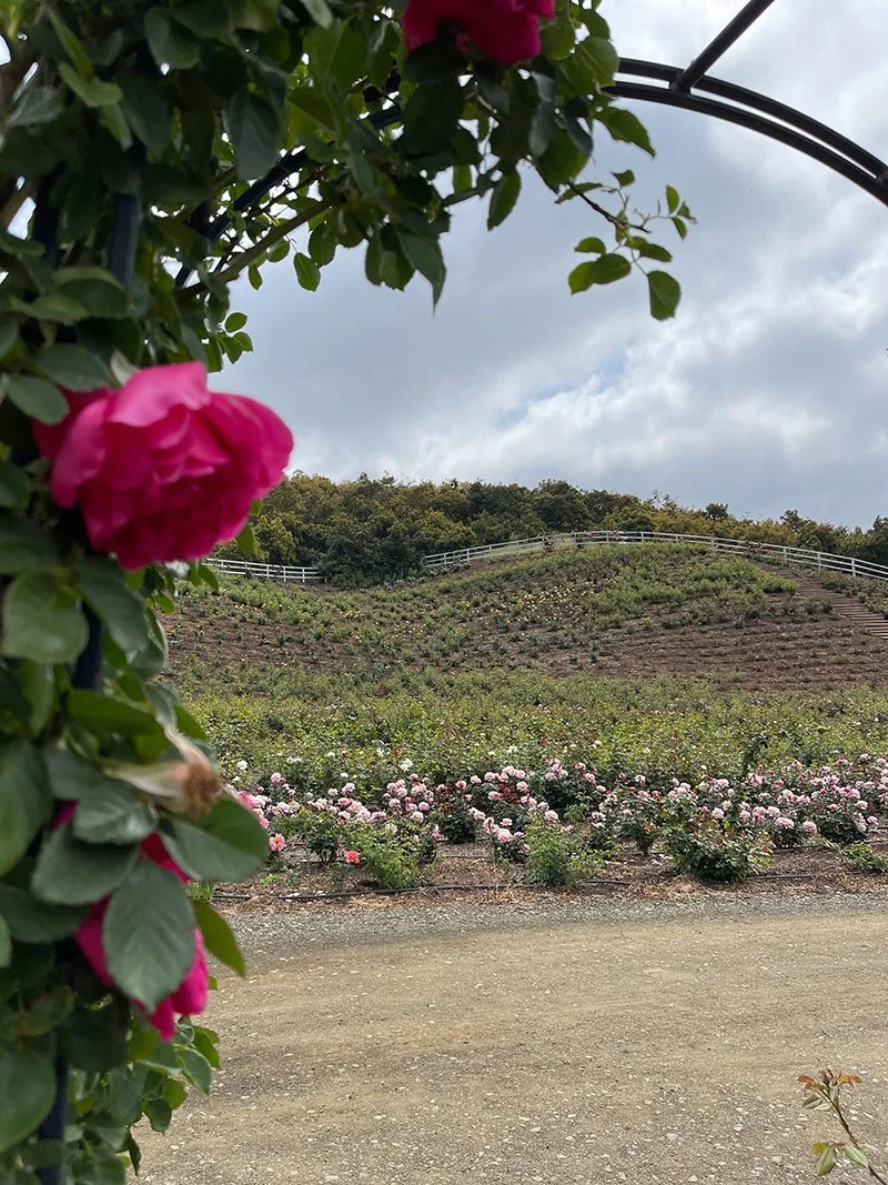 Farm Tours — Rose Story Farm