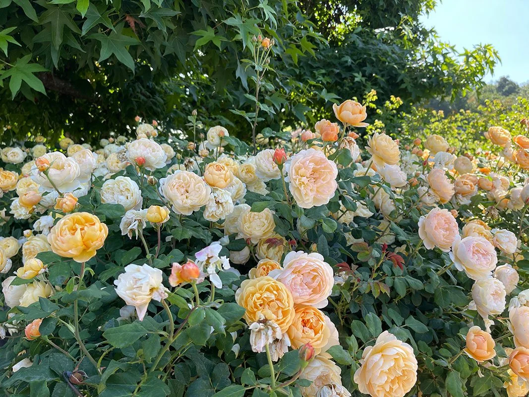 Tours — Rose Story Farm