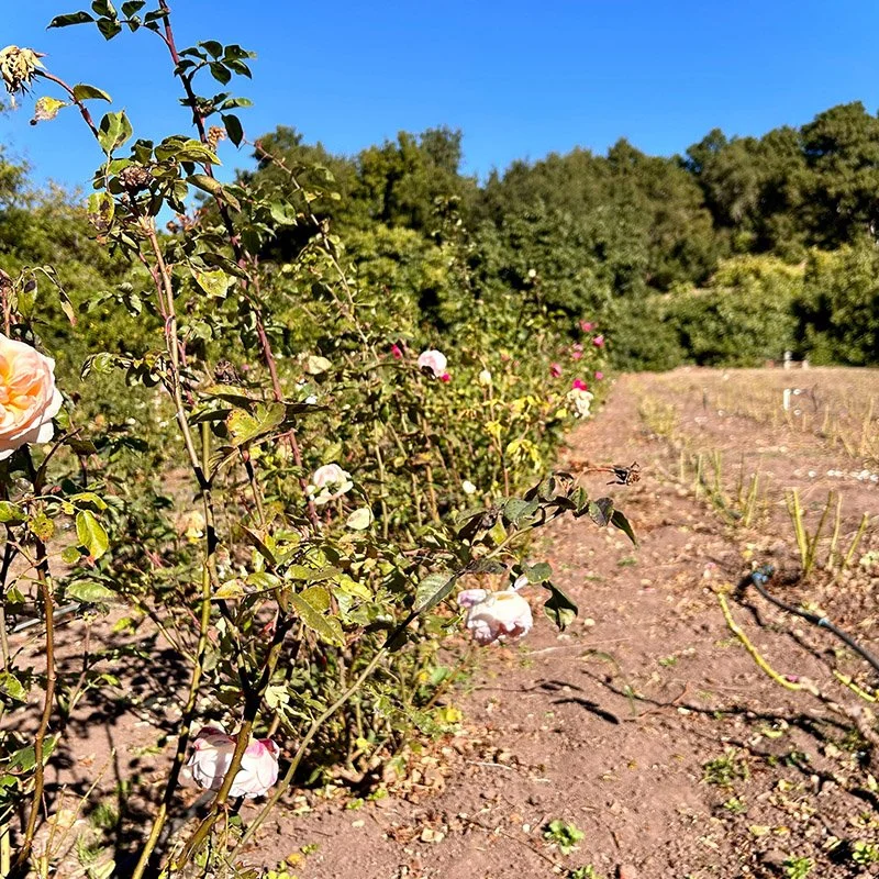 Farm Tours — Rose Story Farm