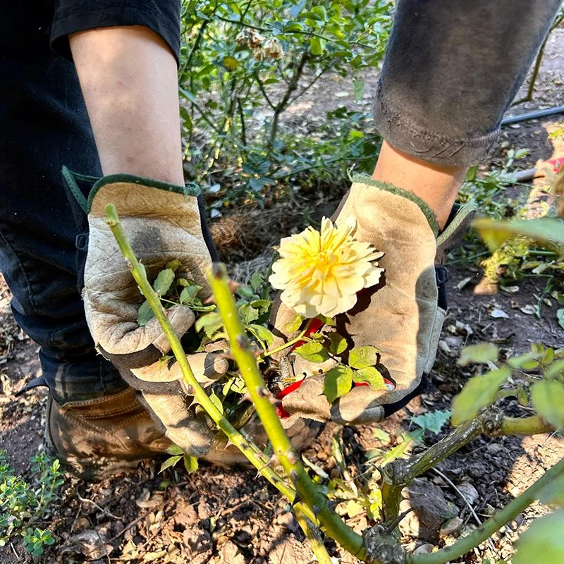 Farm Tours — Rose Story Farm