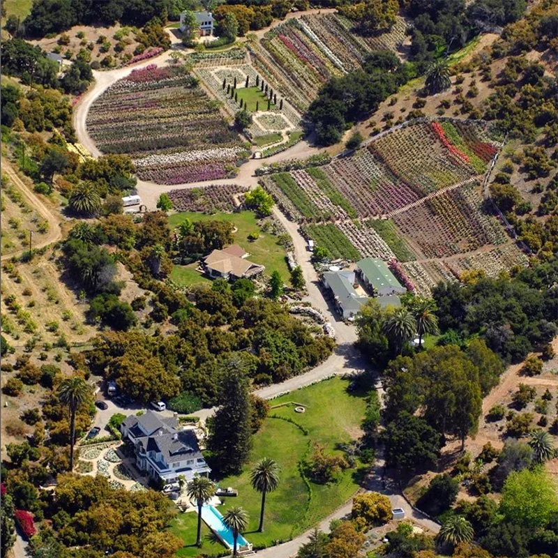 Rose Story Farm