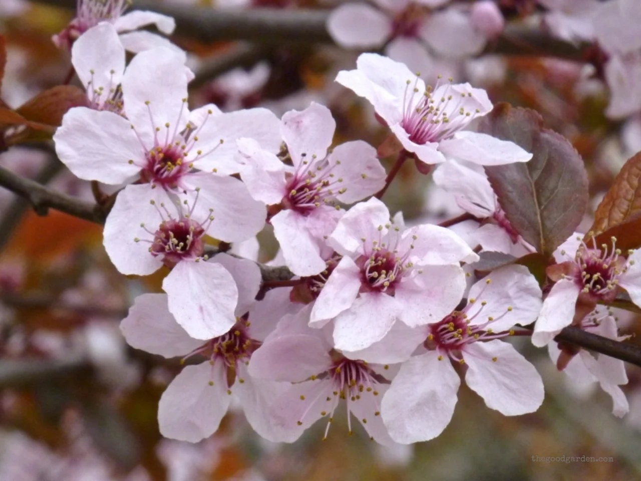 Cherry blossoms welcome spring — the good garden