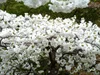 Cherry blossoms welcome spring — the good garden
