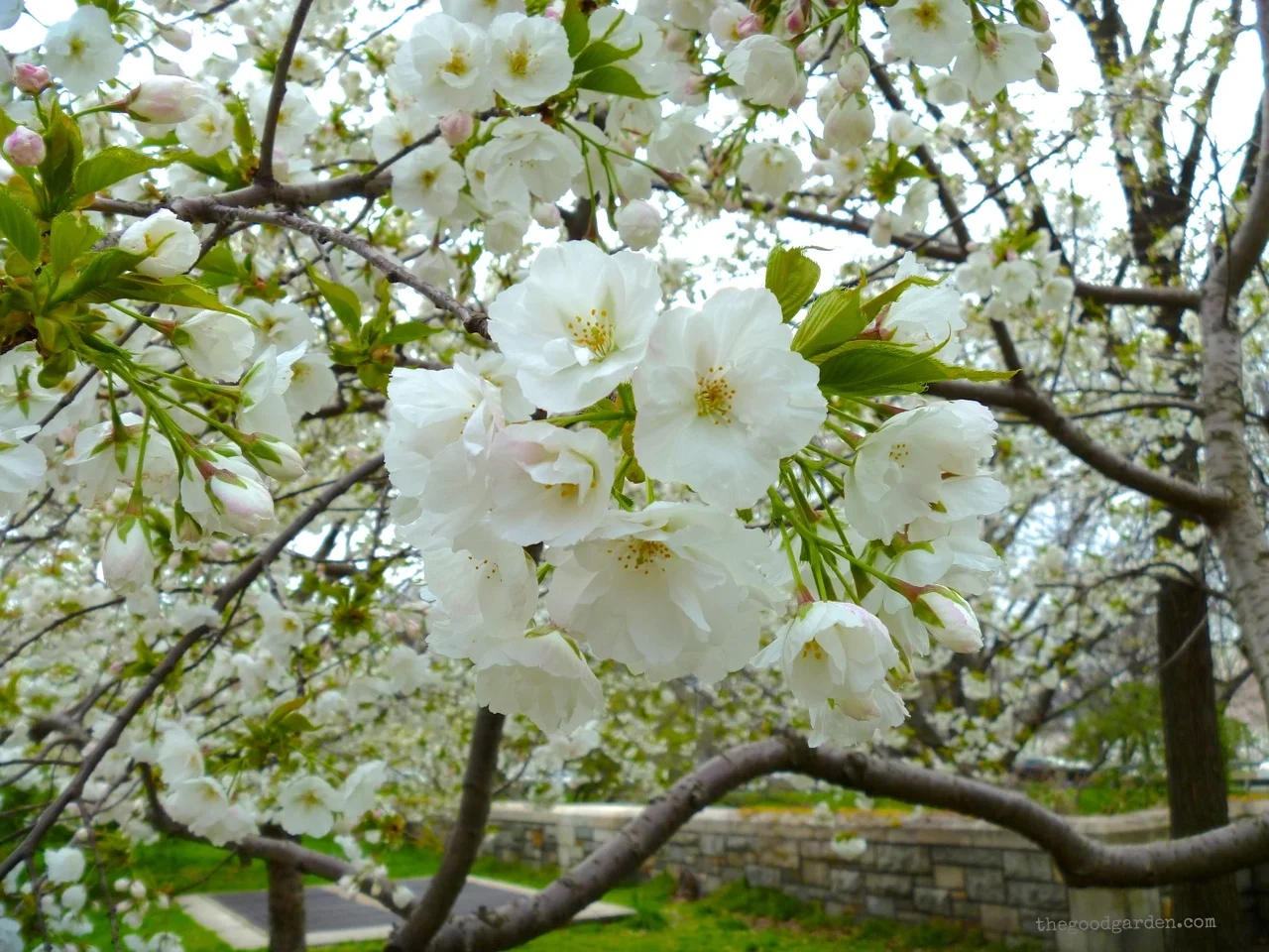 Cherry blossoms welcome spring — the good garden