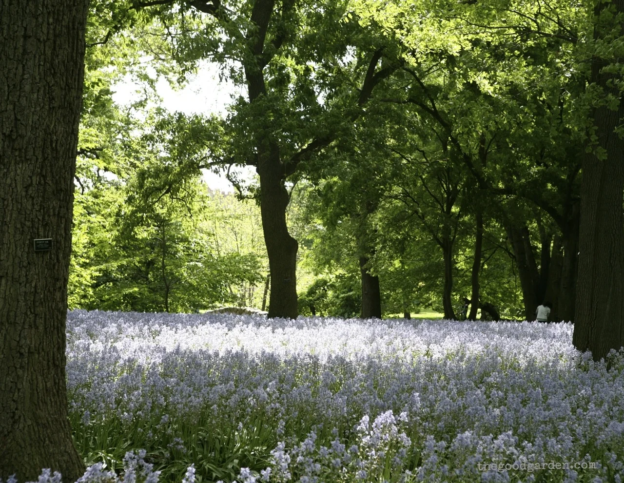 Bluebells on the loose — the good garden