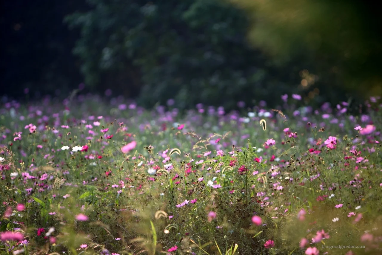 A formal, wild meadow — the good garden