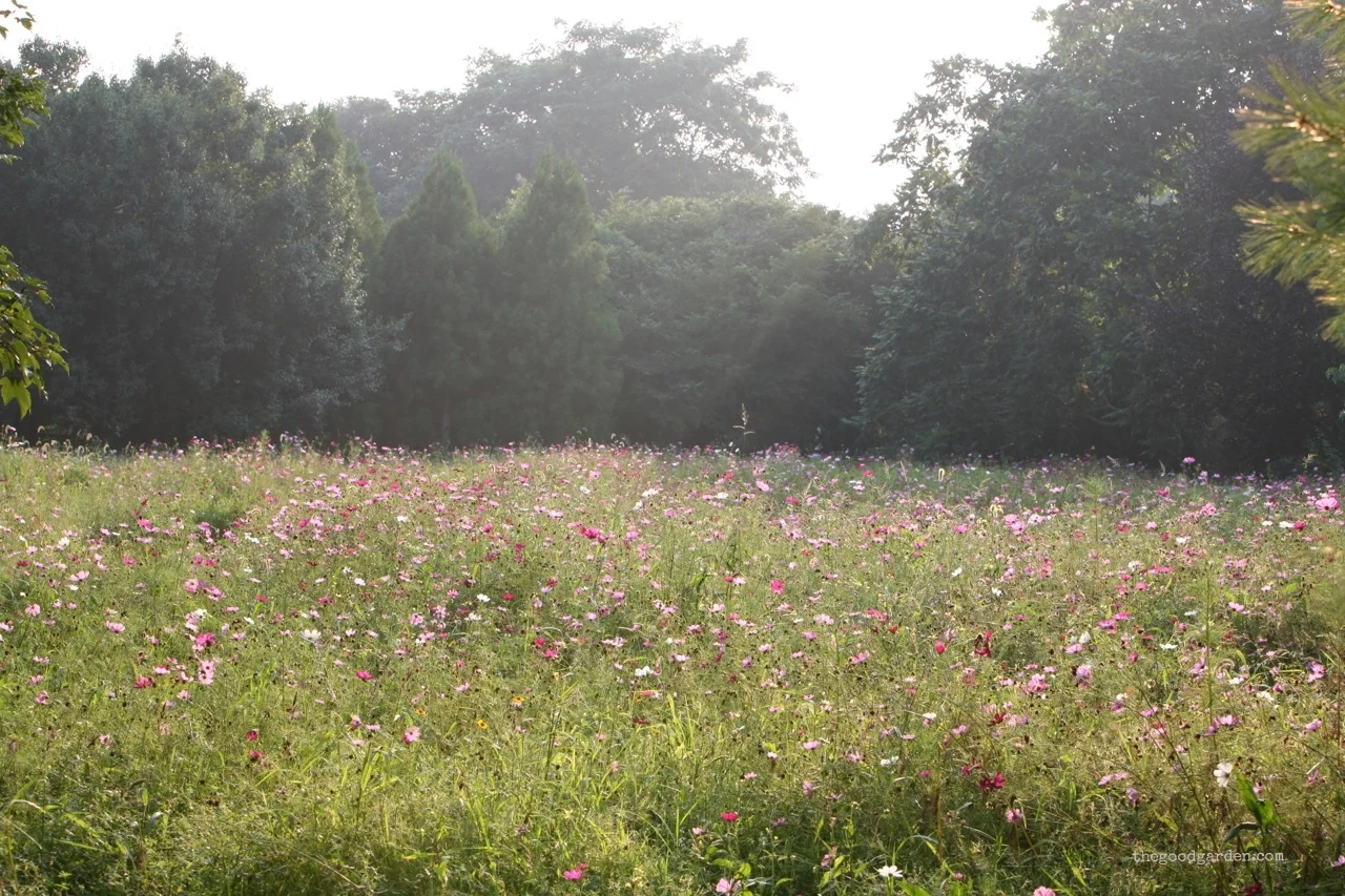 A formal, wild meadow — the good garden