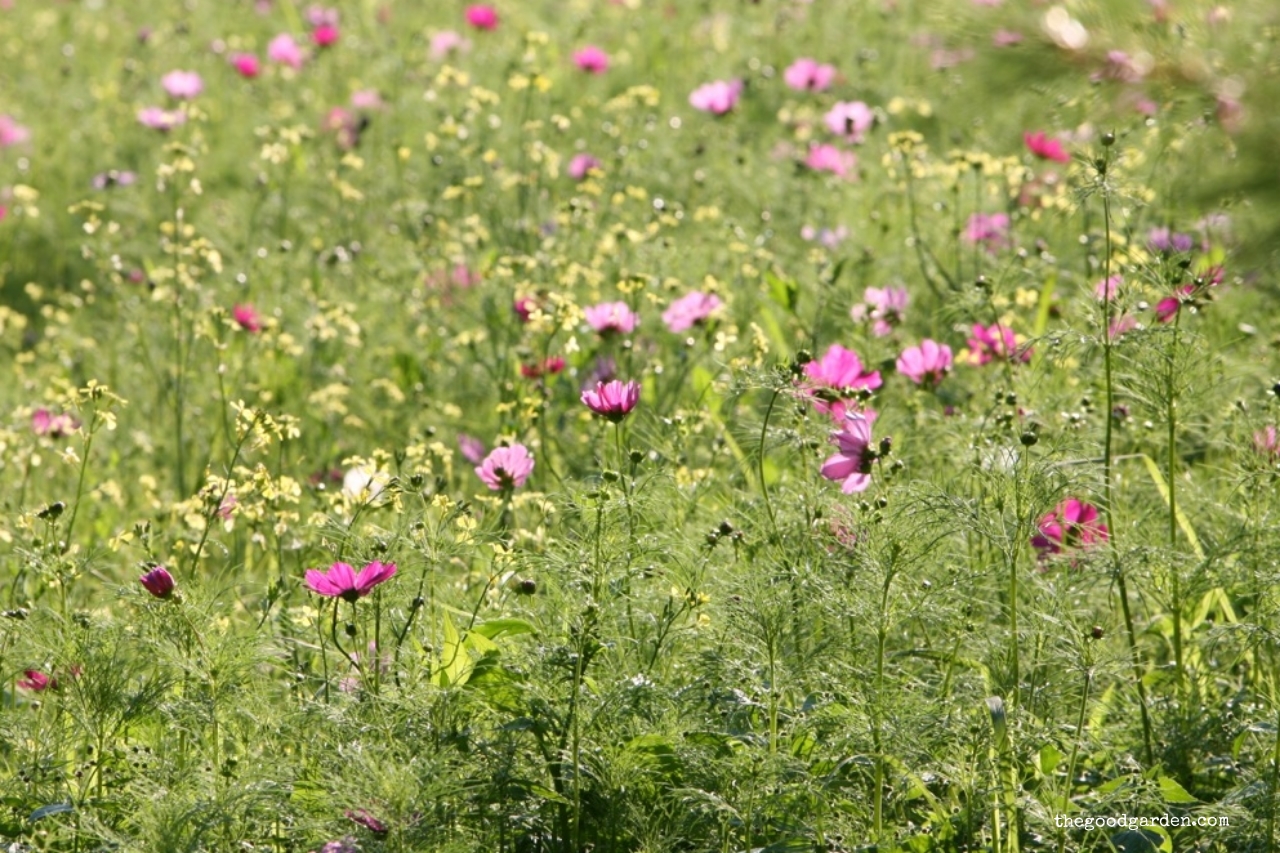 A formal, wild meadow — the good garden