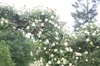 Colonial roses — the good garden