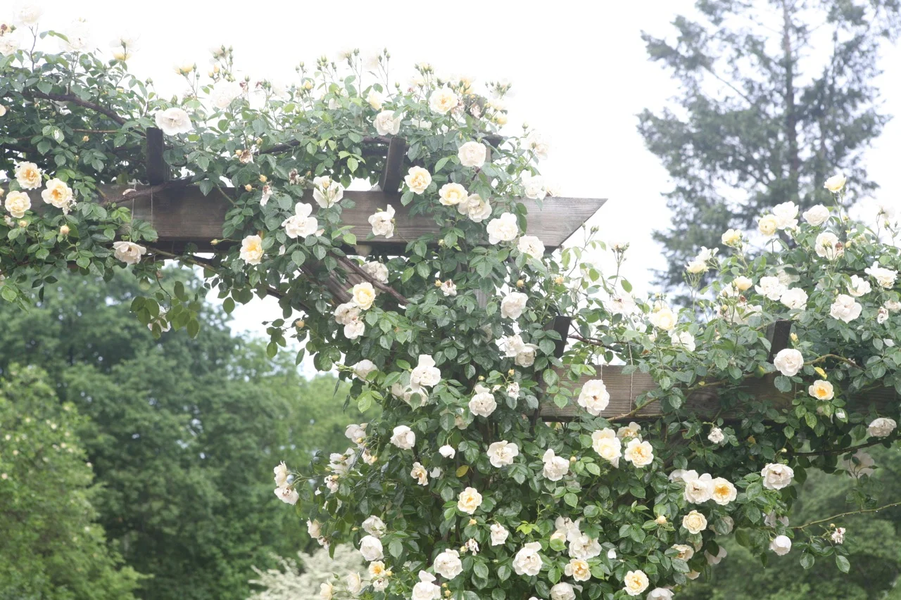 Colonial roses — the good garden