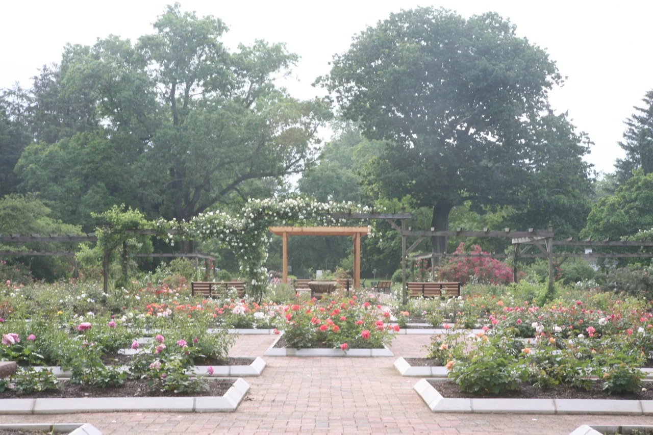 Colonial roses — the good garden