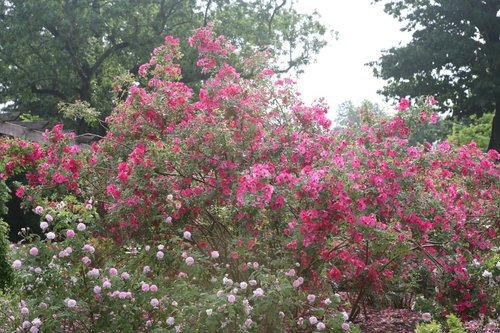 Colonial roses — the good garden