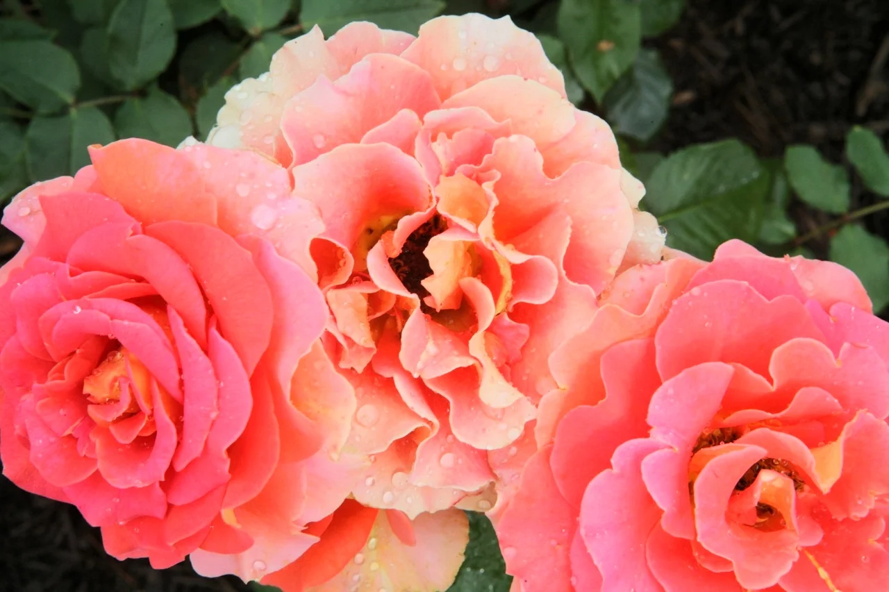 Colonial roses — the good garden