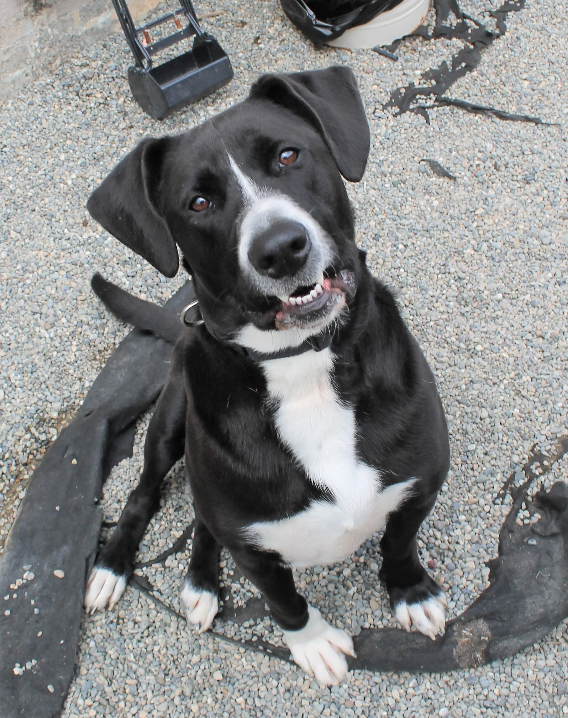 About — C.A.R.E.S. - Burien Animal Shelter