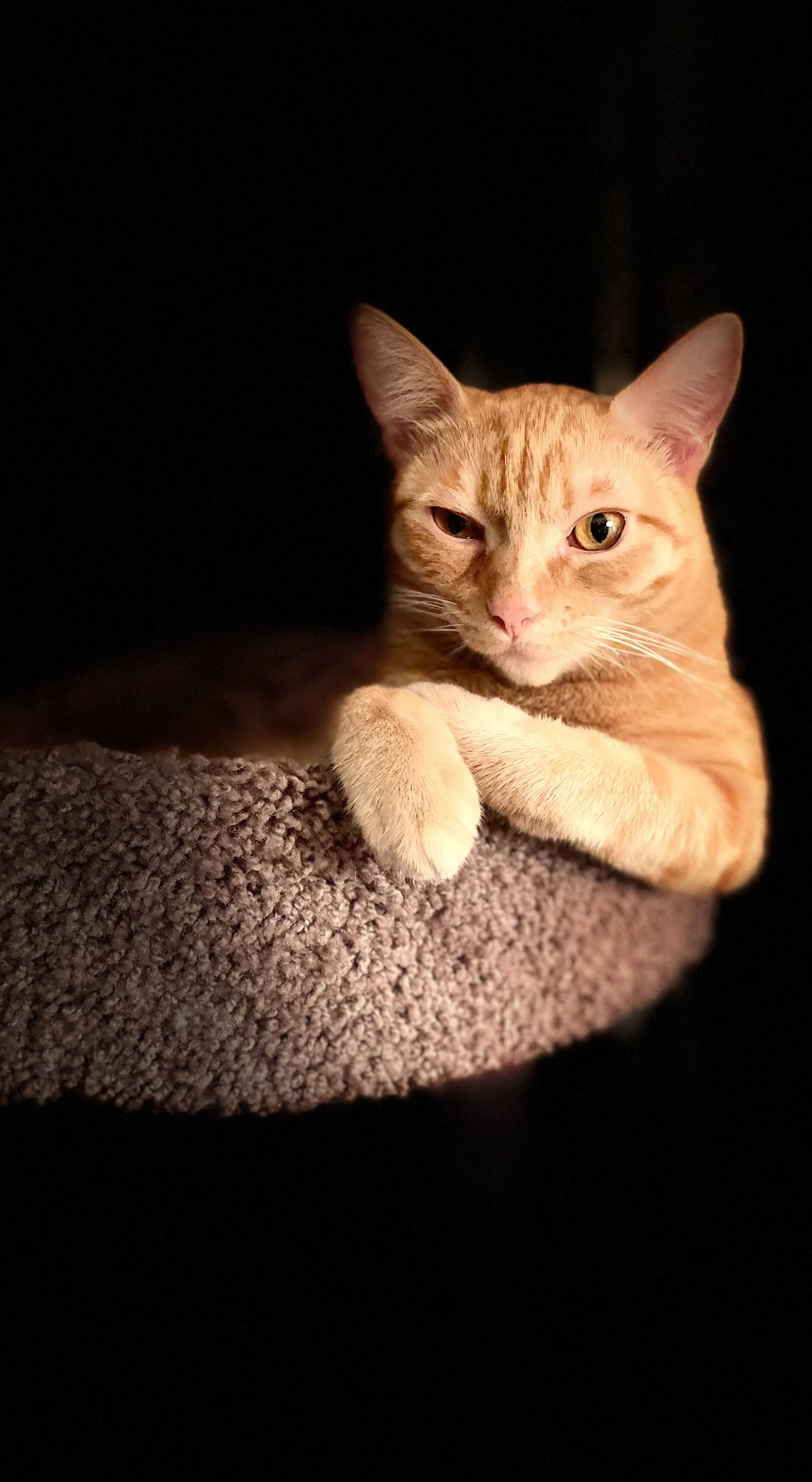About — C.A.R.E.S. - Burien Animal Shelter
