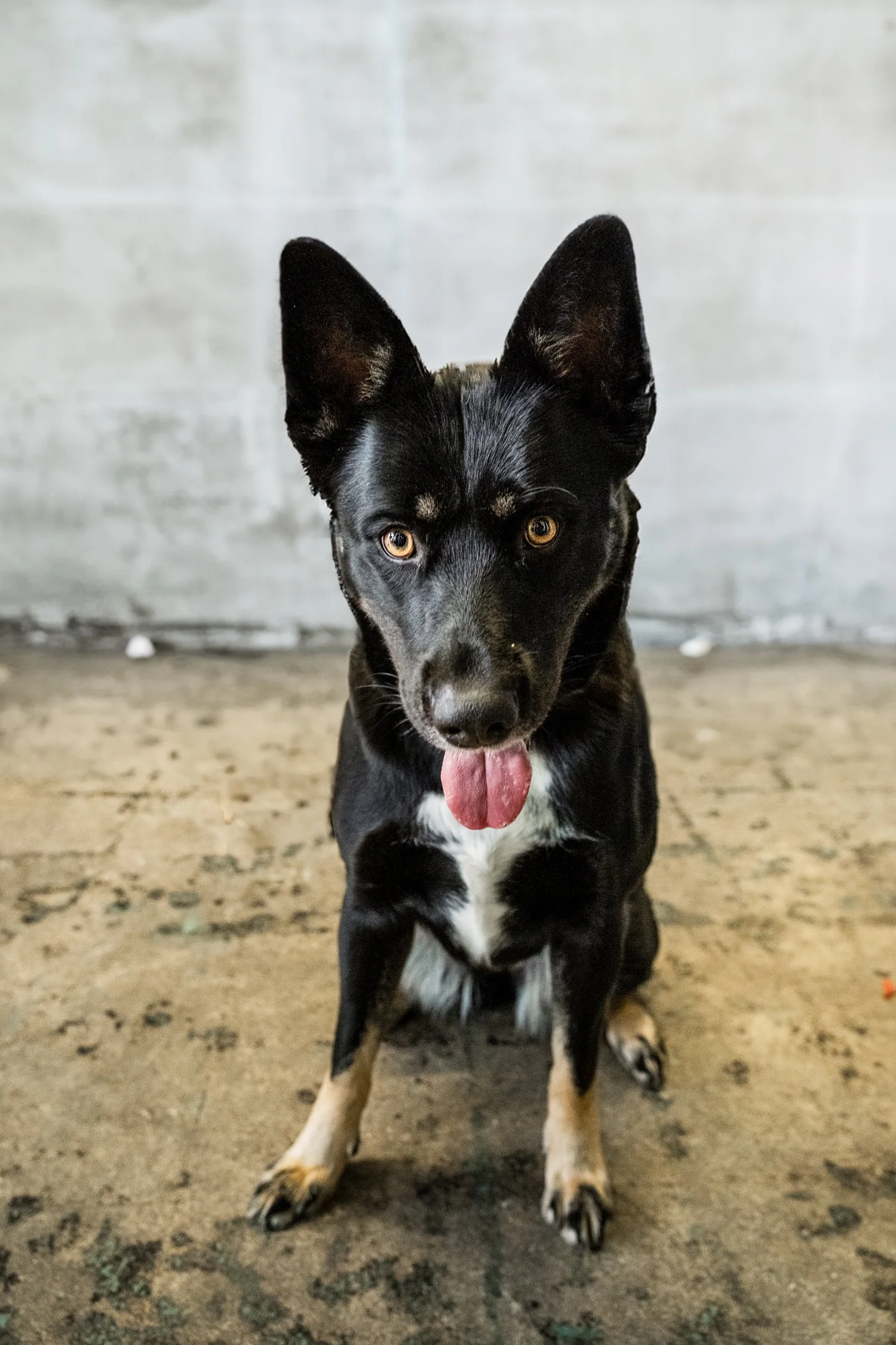 About — C.A.R.E.S. - Burien Animal Shelter