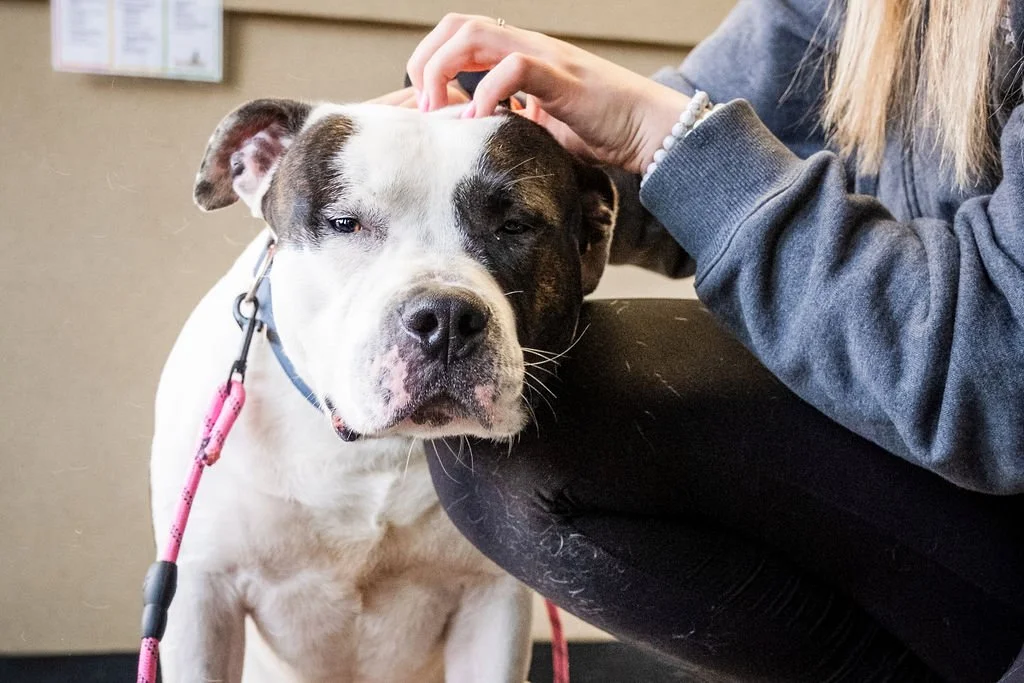 What We Do — C.A.R.E.S. - Burien Animal Shelter