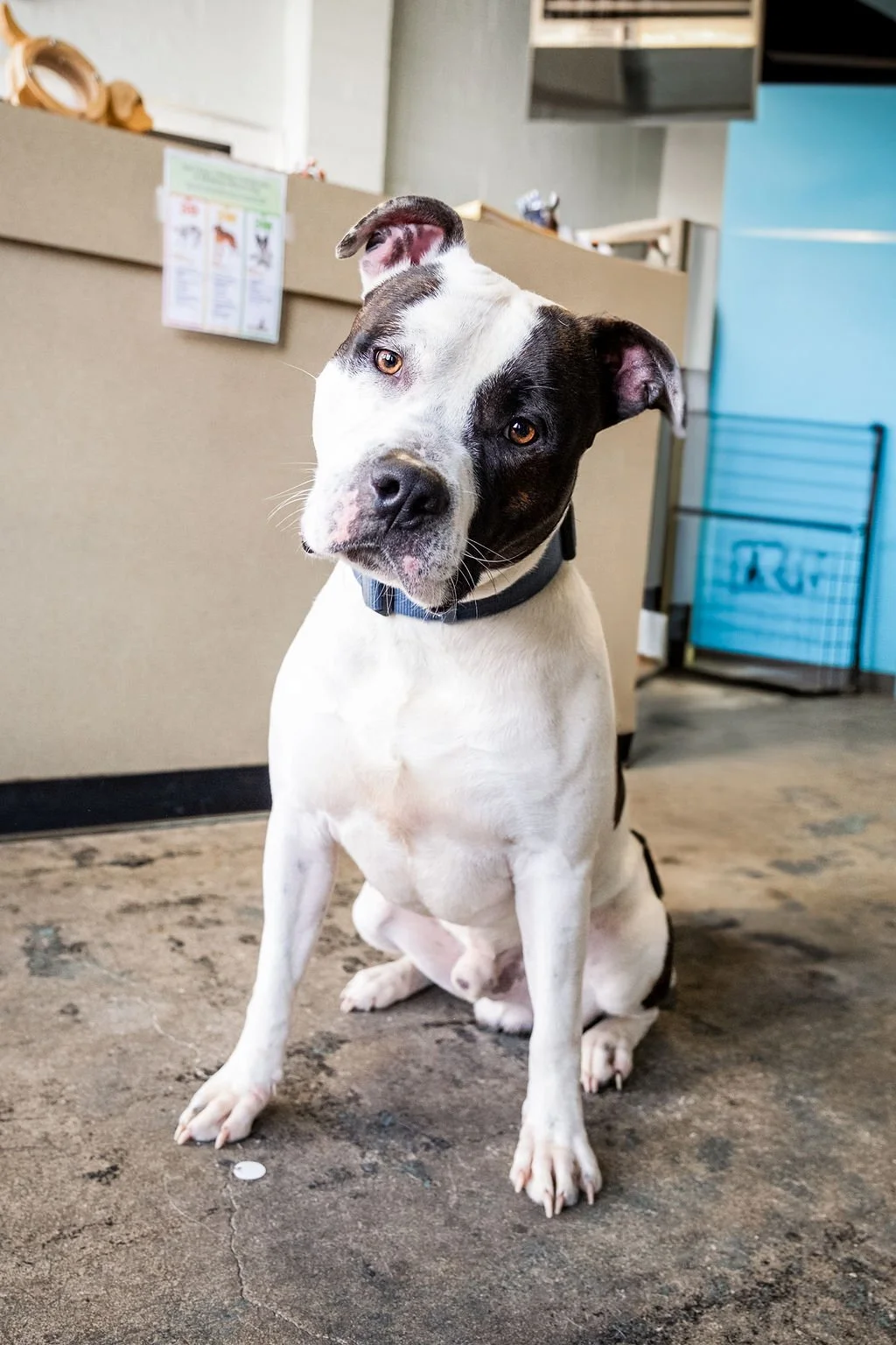 Nuisance Barking — C.A.R.E.S. - Burien Animal Shelter