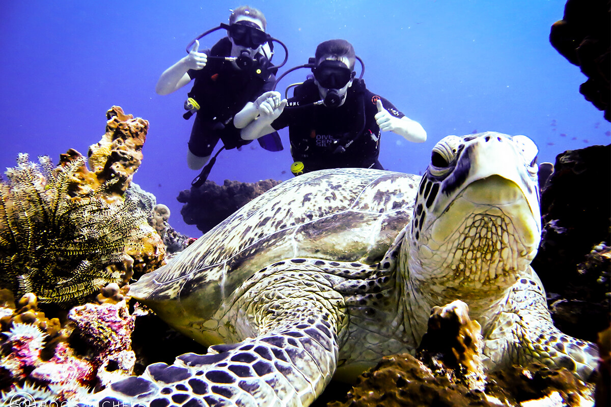 Dive Central Gili - One of Gili Trawangan's Premier Dive Resorts