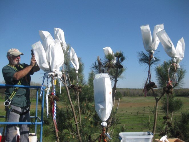 Tree Improvement Program