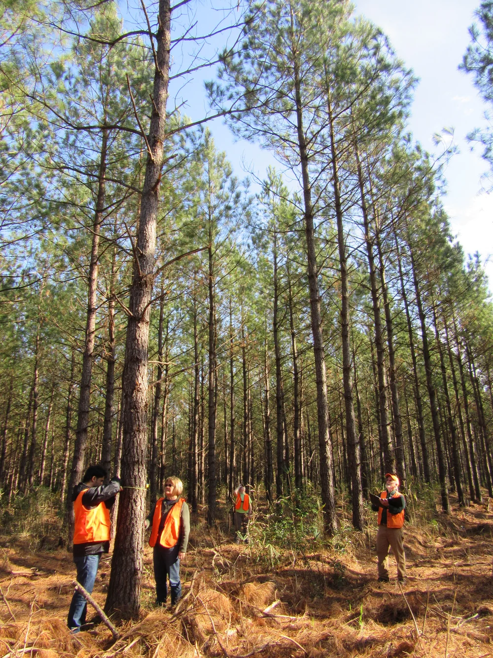 Research Associate Membership — Tree Improvement Program