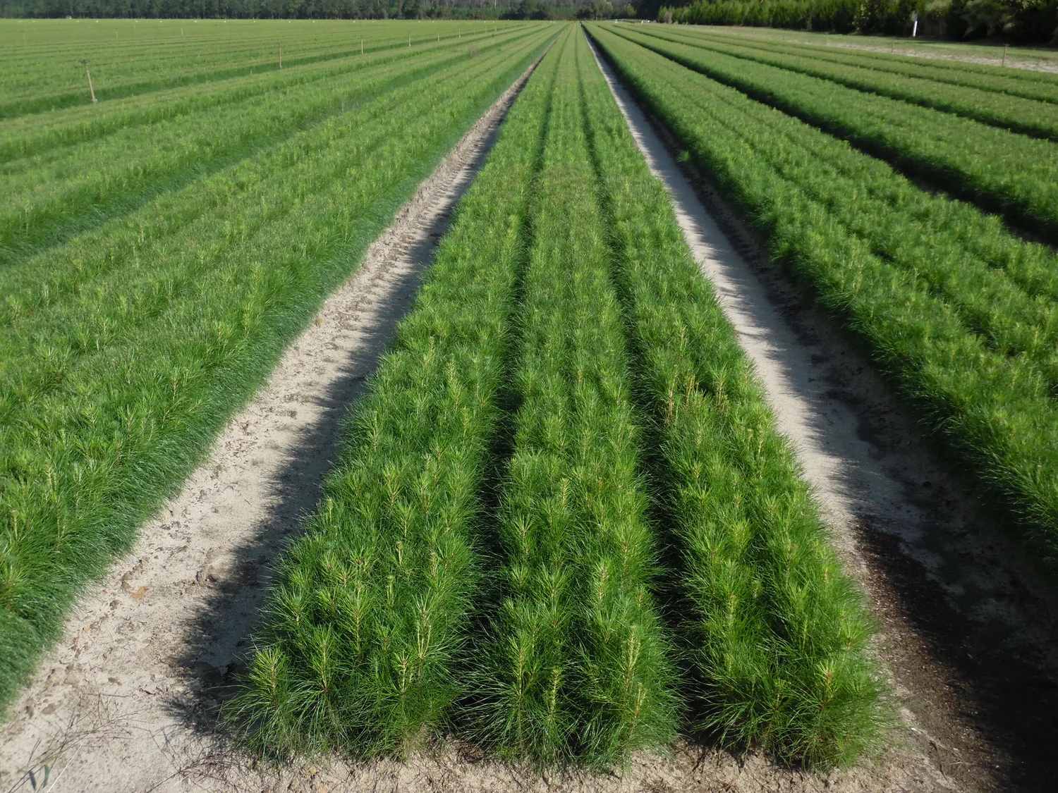 Contributing Membership — Tree Improvement Program