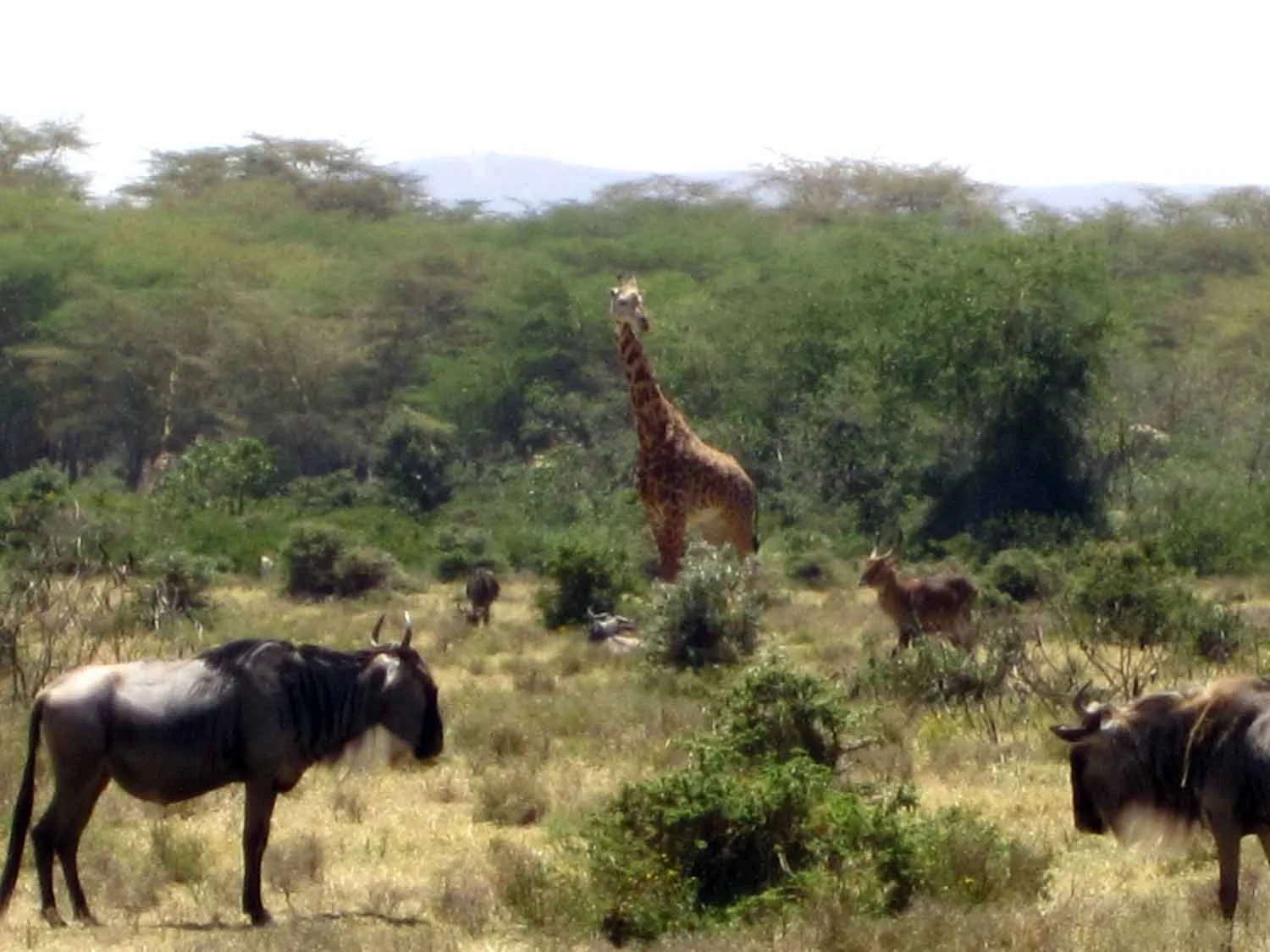 Join Us for a Kenyan adventure — Endurance: A Sports and Psychology Center