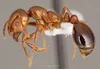 30 Of Southern California's Fascinating But Toxic Plants and Animals ...